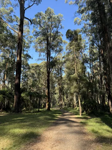 Best Forest Trails in Monbulk | AllTrails