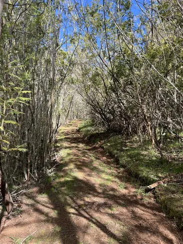 Best Hikes and Trails in Polipoli Spring State Recreation Area | AllTrails