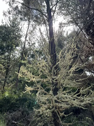 Best Hikes and Trails in Polipoli Spring State Recreation Area | AllTrails