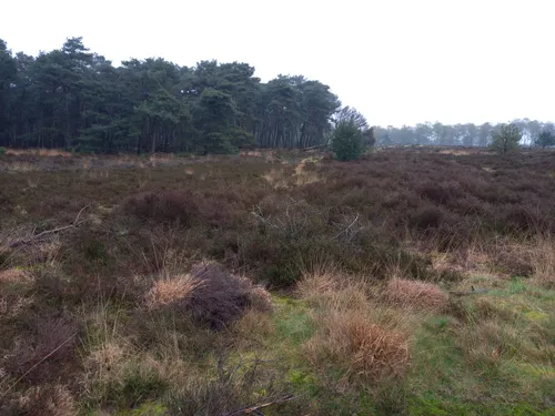 Grenspark Kalmthoutse Heide: de beste routes om te wandelen | AllTrails