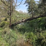 Berrima River Walk, New South Wales, Australia - 85 Reviews, Map ...