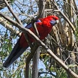 Berrima River Walk, New South Wales, Australia - 85 Reviews, Map ...