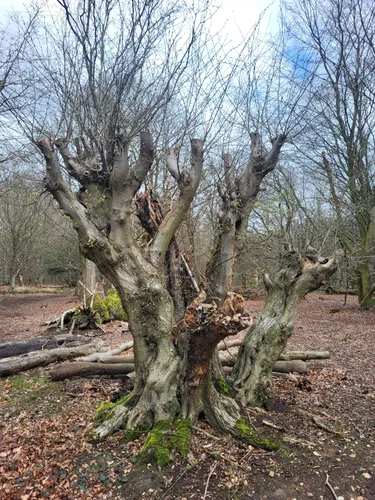 Best River Trails in Epping Forest | AllTrails