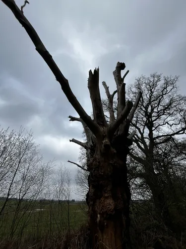 Best Hikes and Trails in Ashtead Common National Nature Reserve | AllTrails