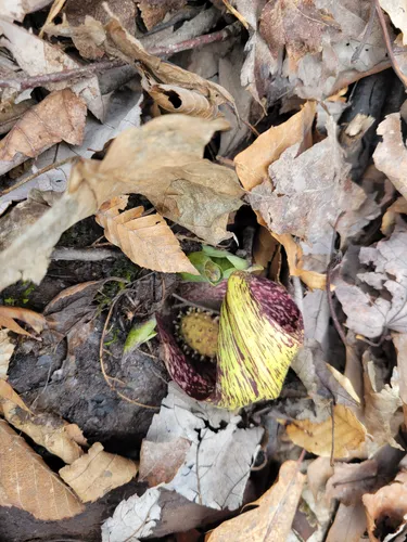 Best Waterfall Trails in Stokes State Forest | AllTrails