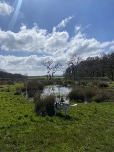 Best Wild Flowers Trails in Knepp Wildland | AllTrails