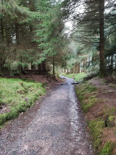 Best Hikes and Trails in Cruagh Wood | AllTrails