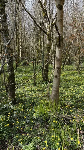 Best Trails, Walks, and Paths in Stranorlar | AllTrails