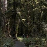Hall of Mosses Trail, Washington - 5,364 Reviews, Map | AllTrails