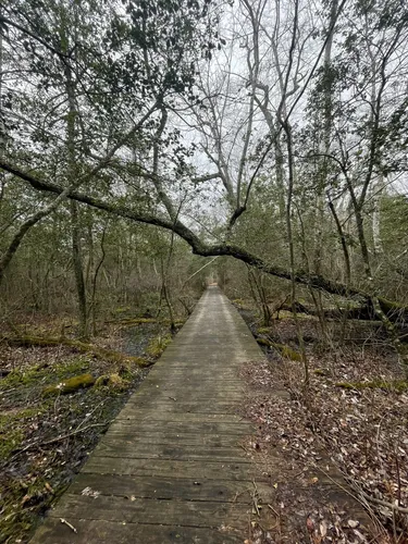 Best Hikes and Trails in Belleplain State Forest | AllTrails