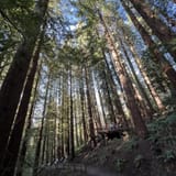 Washington Park Loop, Oregon - 1,638 Reviews, Map | AllTrails