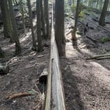 Idler's Rest Nature Preserve, Idaho - 262 Reviews, Map | AllTrails