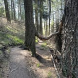 Idler's Rest Nature Preserve, Idaho - 262 Reviews, Map | AllTrails