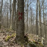 Hoye Crest (Backbone Mountain), West Virginia - 589 Reviews, Map ...