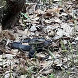 Sac River Trail, Missouri - 562 Reviews, Map | AllTrails