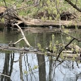 Sac River Trail, Missouri - 562 Reviews, Map | AllTrails