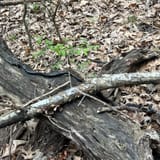 Sac River Trail, Missouri - 562 Reviews, Map | AllTrails