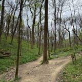 Mossy Ridge Trail Loop, Tennessee - 971 Reviews, Map | AllTrails