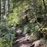 Cape Falcon Trail, Oregon - 3,719 Reviews, Map | AllTrails