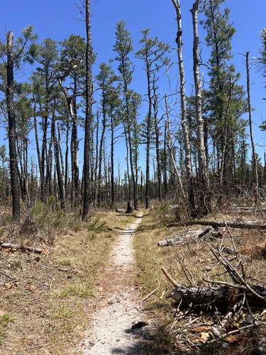 Best Moderate Trails in Wharton State Forest | AllTrails