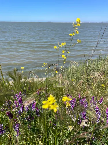 Best Hikes and Trails in Alviso Marina County Park | AllTrails