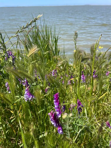 Best Hikes and Trails in Alviso Marina County Park | AllTrails