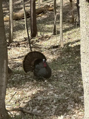 Best Easy Trails in Gaylord | AllTrails