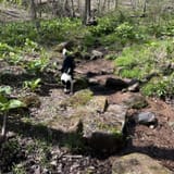 Hopewell Lake Loop, Pennsylvania - 1,201 Reviews, Map | AllTrails