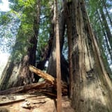 Stout Memorial Grove Trail, California - 2,400 Reviews, Map | AllTrails