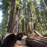 Stout Memorial Grove Trail, California - 2,400 Reviews, Map | AllTrails