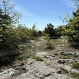 Bell Mountain Loop Trail, Missouri - 682 Reviews, Map | AllTrails