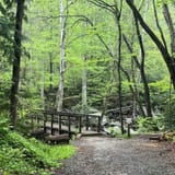 Ramsey Cascades Trail, Tennessee - 2,347 Reviews, Map | AllTrails