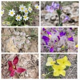 Rock Garden Trail, Texas - 1,066 Reviews, Map | AllTrails