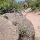 Rock Garden Trail, Texas - 1,066 Reviews, Map | AllTrails