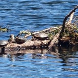 Bon Tempe Lake Loop, California - 2,083 Reviews, Map | AllTrails