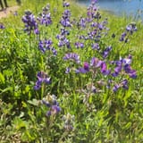 Bon Tempe Lake Loop, California - 2,083 Reviews, Map | AllTrails