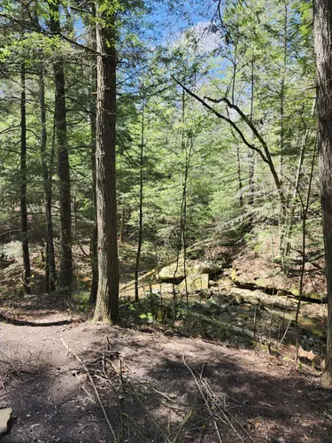 Best Views Trails in Shawnee State Forest | AllTrails