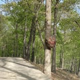 White Bison Loop, Missouri - 2,407 Reviews, Map | AllTrails