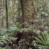 Paluma Rainforest Walk, Queensland, Australia - 4 Reviews, Map | AllTrails