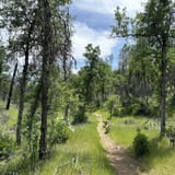 Wintu Loop, California - 235 Reviews, Map | AllTrails