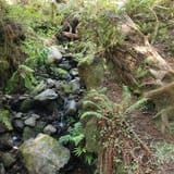Fern Canyon Scenic Trail, California - 874 Reviews, Map | AllTrails