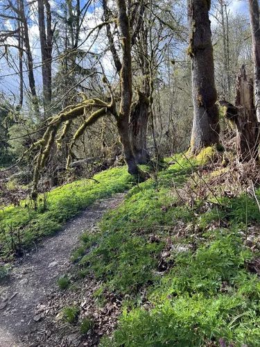 Best Walking Trails in Maple Falls | AllTrails