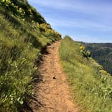 Weldon Wagon Road Trail, Washington - 532 Reviews, Map | AllTrails