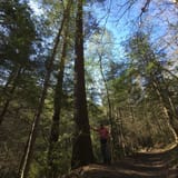 Rock Bridge Trail, Kentucky - 3,362 Reviews, Map | AllTrails