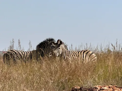 Best Hikes and Trails in Groenkloof Nature Reserve | AllTrails