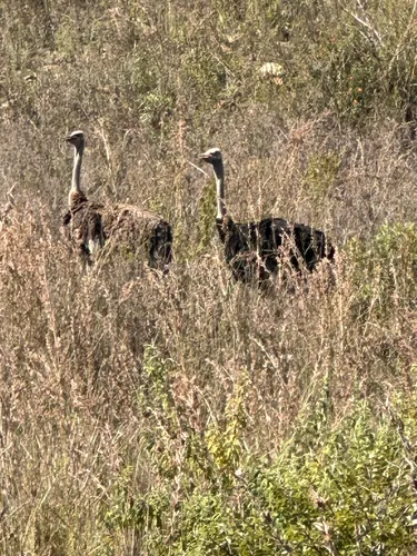 Best Hikes and Trails in Groenkloof Nature Reserve | AllTrails