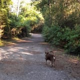 Burroughs Park Eastern Trail Loop, Texas - 799 Reviews, Map | AllTrails