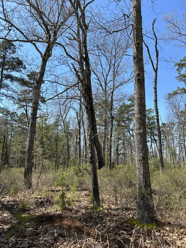 Best Walking Trails in Wharton State Forest | AllTrails