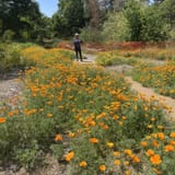 UC Davis Arboretum Trail, California - 1,378 Reviews, Map | AllTrails