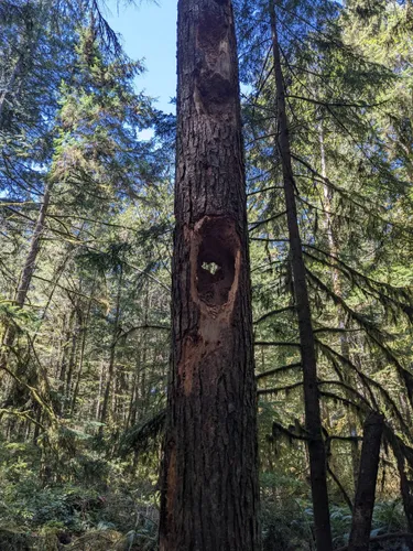 Best Hikes and Trails in Banner Forest Heritage Park | AllTrails